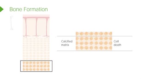05 The Skeletal System Bone Tissue 1 Pdf
