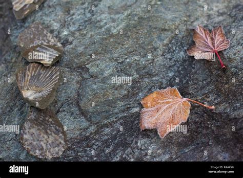 Fossilized Shells Hi Res Stock Photography And Images Alamy