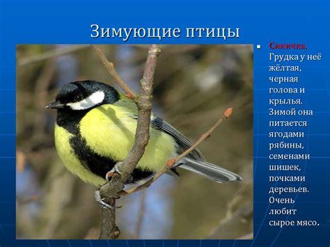 Зимующие птицы презентация онлайн