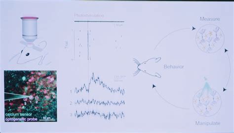 the cellular basis of neural computation michael hausser open