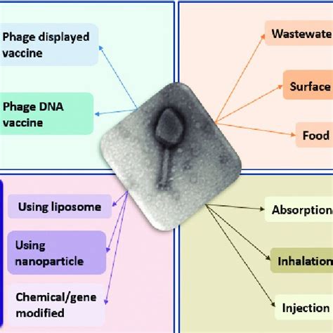 Figure Showing Potential Phage Application In Different Field The Tem