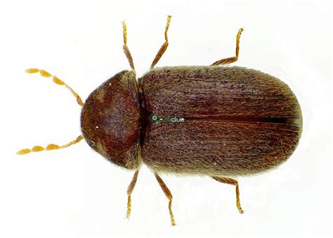 Small Brown Winged Insects In House