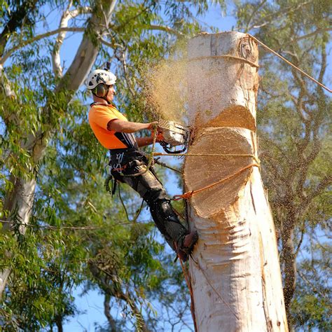 Reasons Why You Should Remove Trees In Your Property
