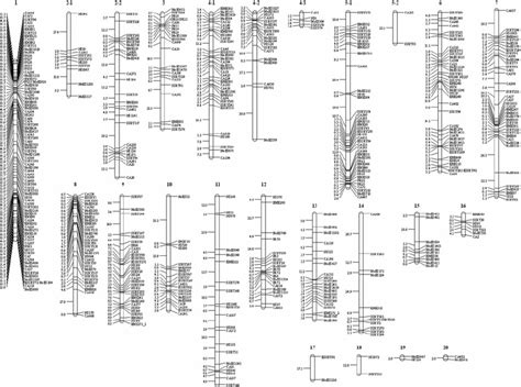 The Genetic Linkage Map Of Cassava F 1 Populations Based On Simple