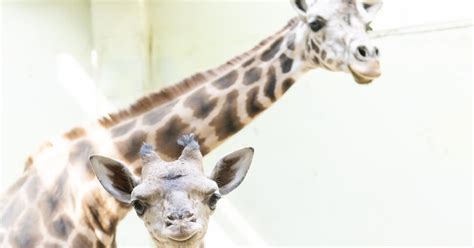 키 2m여도 엄마 옆 ‘미니미21일이 ‘기린의 날 된 이유는 포토