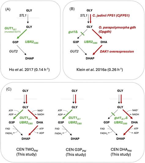 The Physiology Of An Engineered Saccharomyces Cerevisiae Strain That Carries Both An Improved
