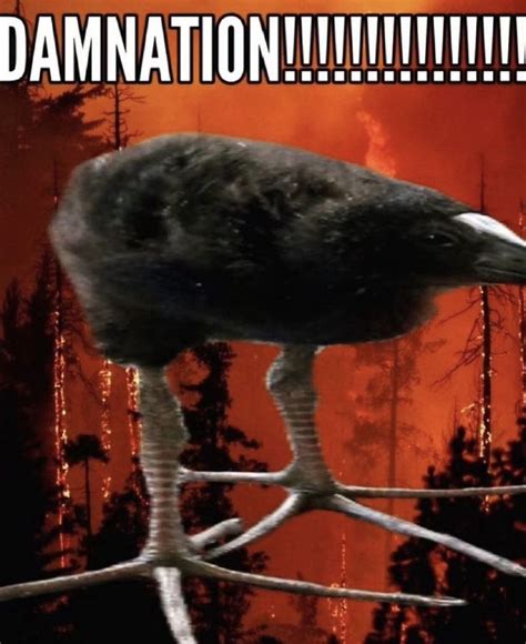 Pin By Ev💙 On The Comedy Drawer Bird Meme Really Funny Pictures