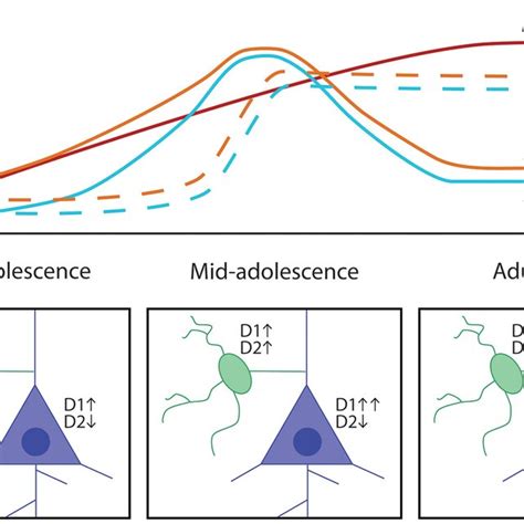 Mesocorticolimbic Dopamine System Organization A Two Dimensional Download Scientific Diagram