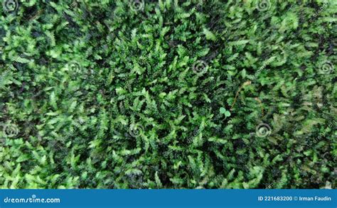 Green Java Peacock Standing At The Water Side Beautiful Colorful Bird
