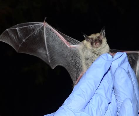 Bats Are Protected At Ohios Only National Park