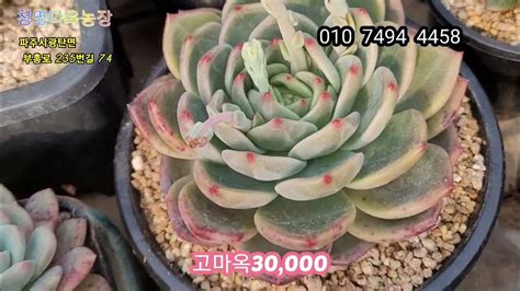 붉은노을 환엽콜리 봉황뫼비우스 봉황마리드 머큐리 야마토렌 레드티아라 아가보이데스금 괴마옥등등 Youtube