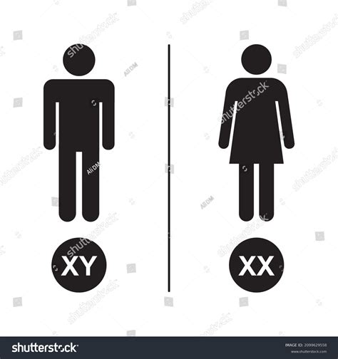 Simple Illustration Human Sex Determination Xy Stock Vector Royalty