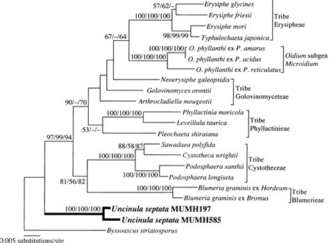 a maximum likelihood ml tree based on the combined data 2723 sites
