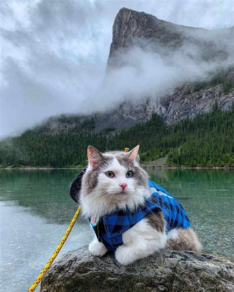 This Is Gary The Meowntaineering Rescue Cat And His Adventures Are