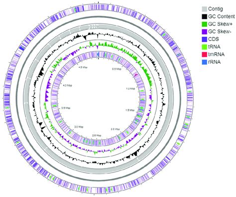 Graphical Genome Map Of Strain S 51 T Rna Genes Trnas Light Green