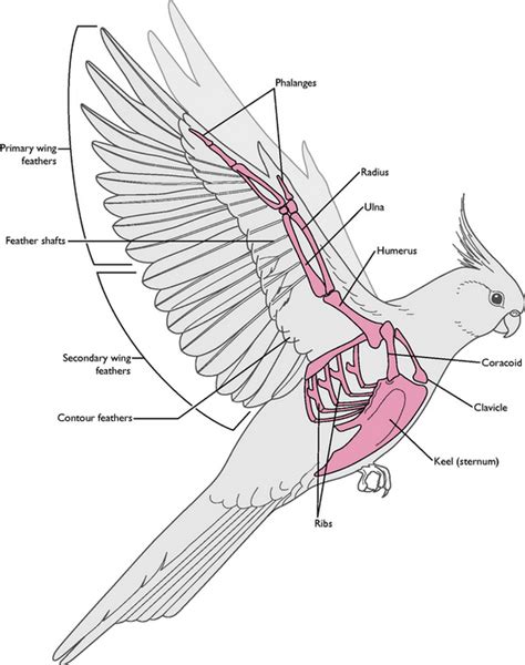 Bird Wing Anatomy Photo Gallery Ephotozine
