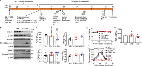 A Selective Bcl Xl Protac Degrader Achieves Safe And Potent Antitumor
