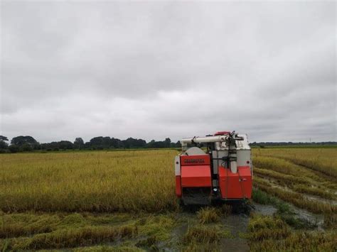 ပန်းတောင်းမြို့နယ် သရက်လိန်ကျေးရွာတွင် မိုးစပါးစံကွက်ရိတ်သိမ်းဆောင်ရွက် Information And Public