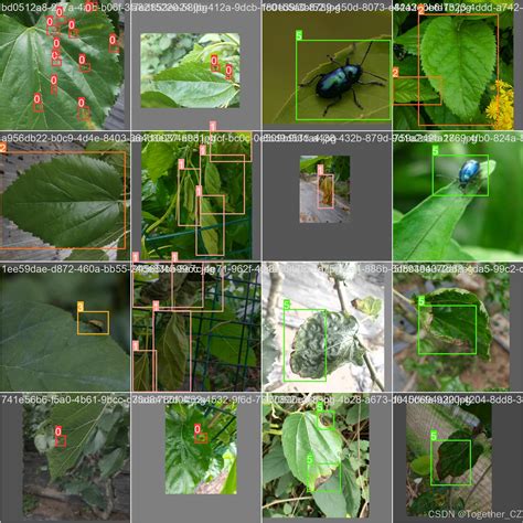 助力现代农林业病虫害智能化监管治理，基于yolov10全系列【nsmblx】参数模型开发构建农林业场景下桑叶病虫害智能化检测识别预警