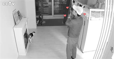 Dad Didnt Like Cats Security Camera Captured Adorable Moments Viral