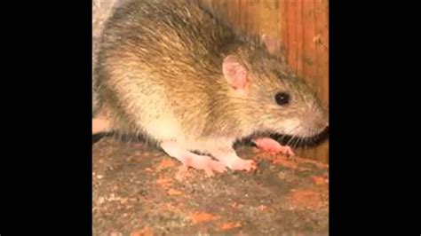 Sobolan De Padure Official Song Youtube