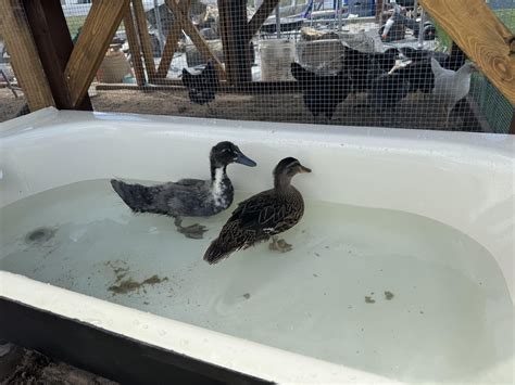 Any Insight Into Sex Rduck Any Insight Into Sex Rduck