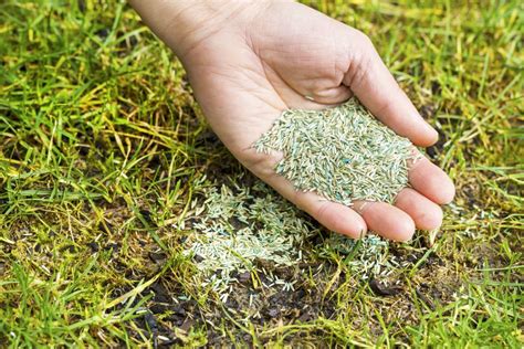How To Choose Grass Seeds Pi Gardening