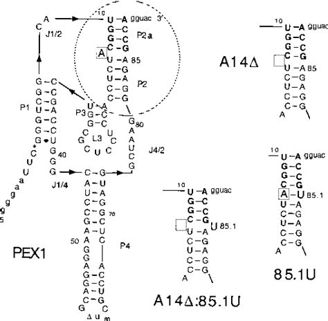 Figure 1 From A Conserved Bulged Adenosine In A Peripheral Duplex Of The Antigenomic Hdv Self