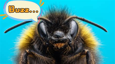 Why Do Bees Make A Buzzing Sound