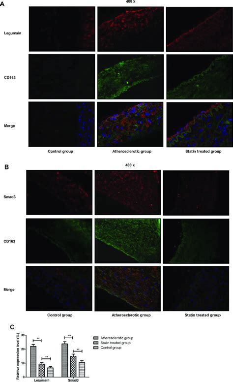 Fluorescent Staining Of Thoracic Aorta A Legumain Expression In