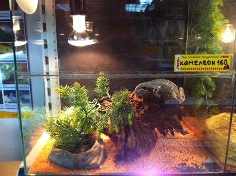 Влечуги ⋆ Зоомагазин Джунгла