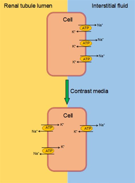 Na K Pump Location At Miguelina Cotten Blog