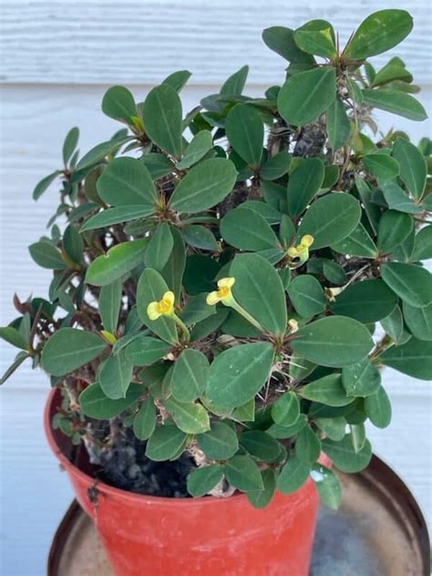 Cactus Euphorbia Milli Lemon Drop Plantly