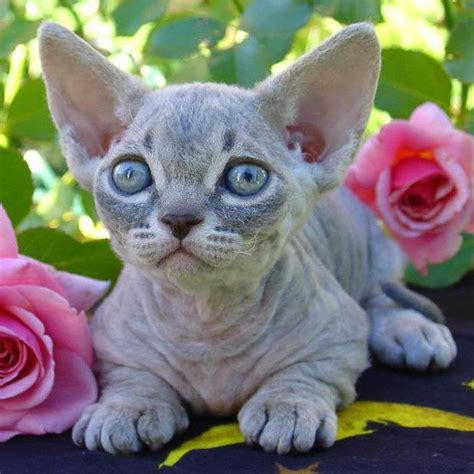 Minskin Cats 13 Things You Need To Know The Discerning Cat