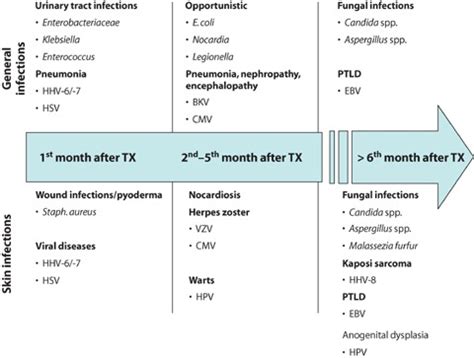 Time Frame Of Characteristic Infections In Organ Transplant Recipients