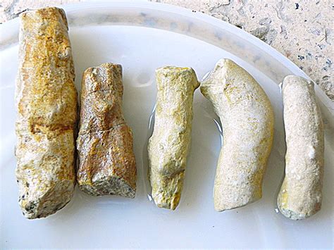 Fossil Identification Fossil ID The Fossil Forum