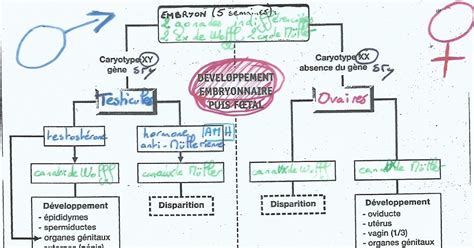 Première S Devoir de SVT Cours et schémas