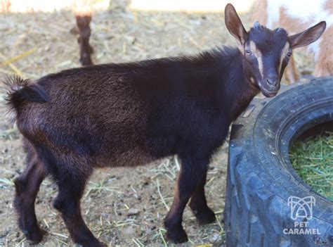 Nigerian Dwarf Goat Color Genetics Puppies Created With Care And Love