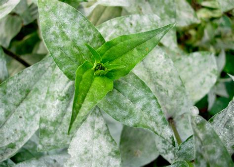 Gray Powder On Your Plants Heres What You Need To Do The Independent