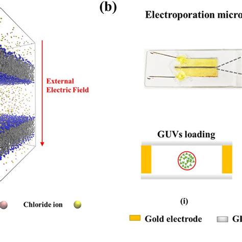Simulation Model And Experimental Microchip A Schematic Diagram Of Download Scientific
