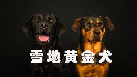 狼和狗的结合，所以诞生了狼狗高清1080p在线观看平台腾讯视频