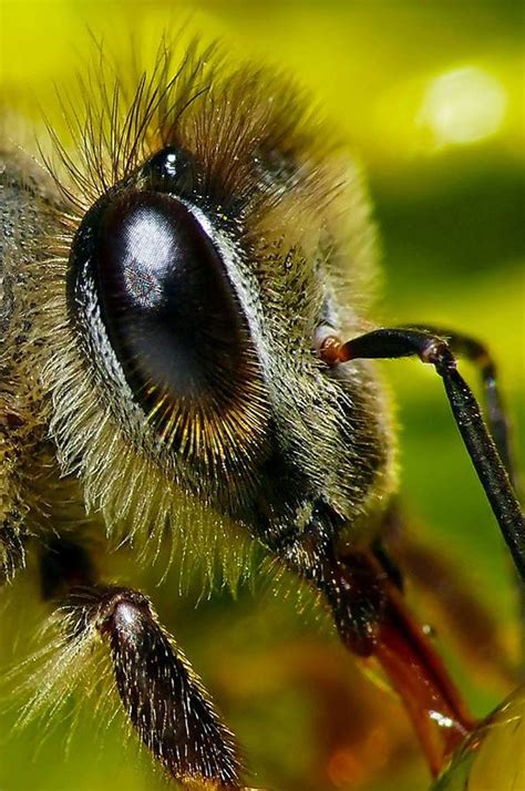 Check Out This Beautiful Bee Close Up Love The Photography Carolina