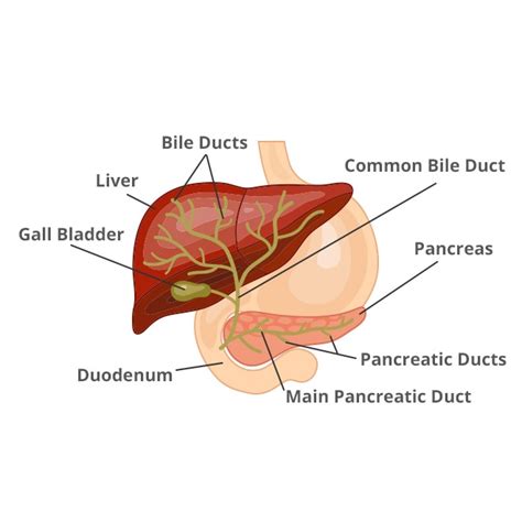 Biliary System Anatomy And Functions 40 OFF