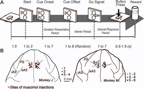 Figure 1 From A Neural Correlate Of The Processing Of Multi Second Time Intervals In Primate