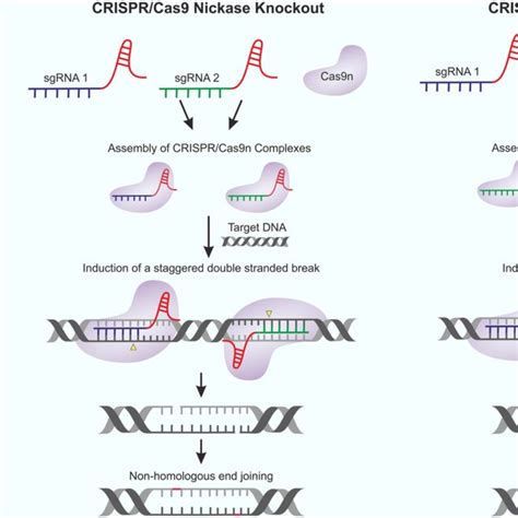 Schematic Representation Of Crispr Cas9 Crispr Cas9 Nickase And Download Scientific Diagram