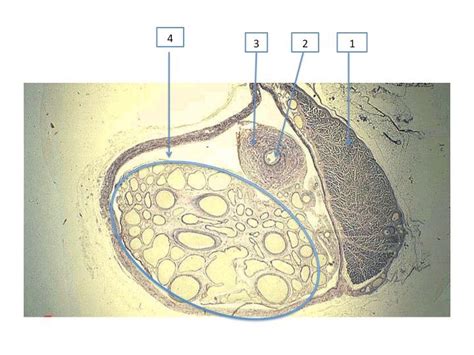 Solved IDENTIFY THE POINTED STRUCTURES Chegg
