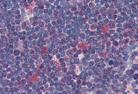 Cdk1 Monoclonal Antibody Poh 1 Invitrogen 100 μg Unconjugated
