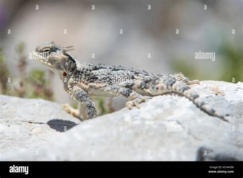 Desert Horned Lizard Phrynosoma Platyrhinos Nevada Desert Usa Stock
