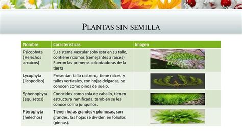 De Qué Manera El Tipo De Reproducción En Las Plantas Sin Semillas