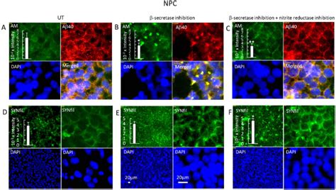 Inhibition Of Nitrite Reduction Abolishes Coclustering Of Hs Anman And Download Scientific